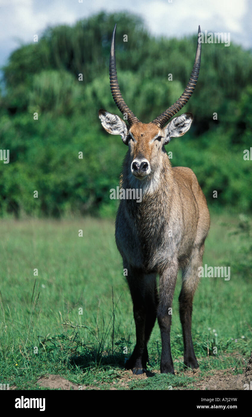 Defassa waterbuck (Kobus ellipsiprymnus defassa), Queen Elizabeth ...