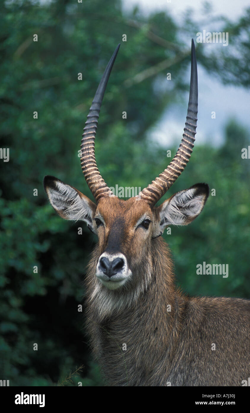 Defassa waterbuck (Kobus ellipsiprymnus defassa), Queen Elizabeth ...