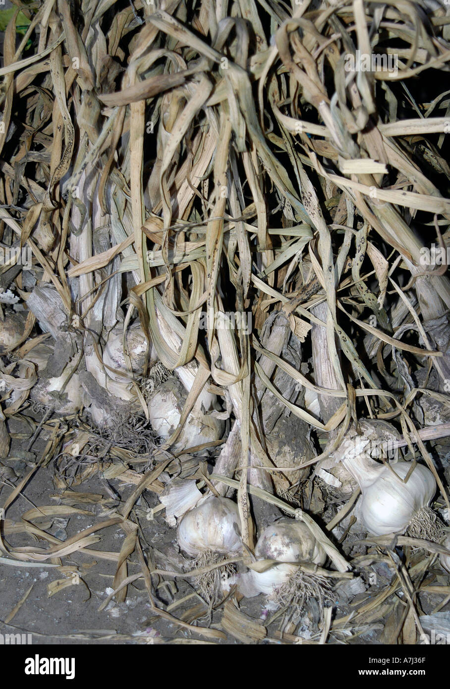 Garlic cloves with stalks Stock Photo - Alamy