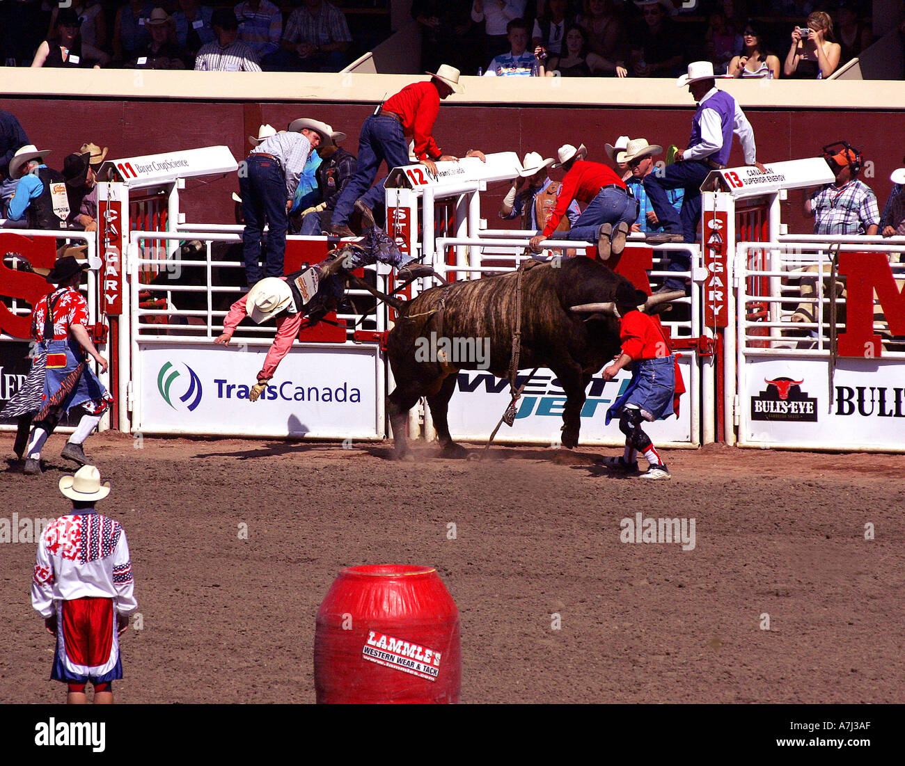 Bull Rider Calgary Stampede Alberta Canada Stock Photo - Alamy