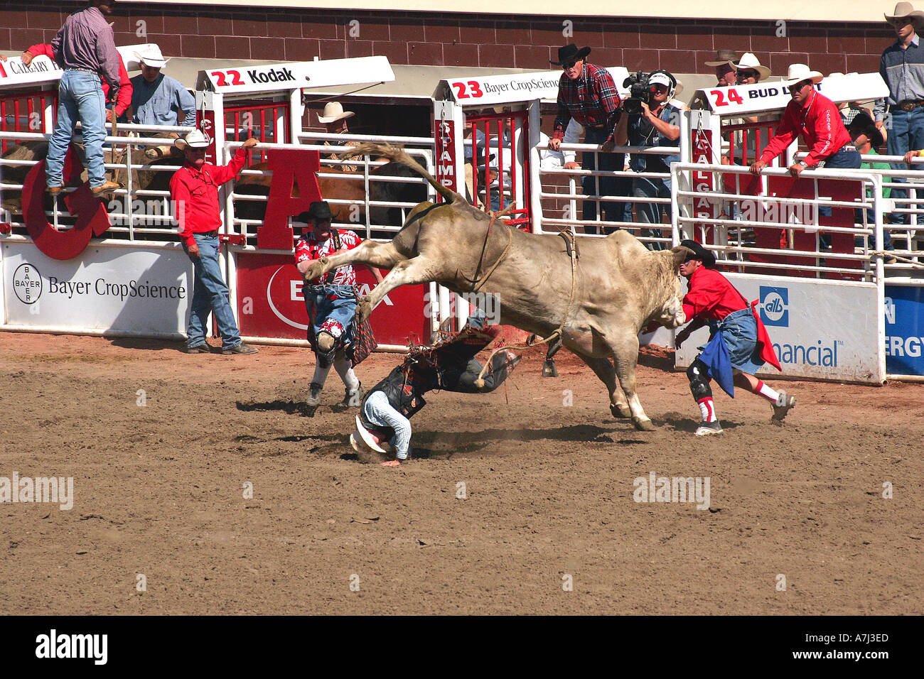 Bull rider at calgary stampede hi-res stock photography and images - Alamy