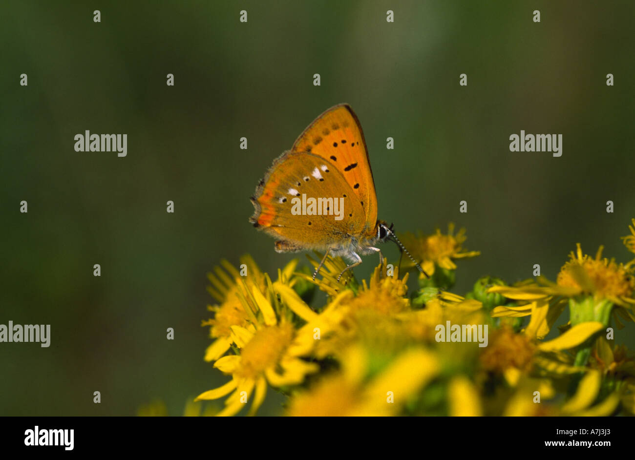 Wing underside of Scarce Copper (Lycaena virgaureae) feeding Stock ...