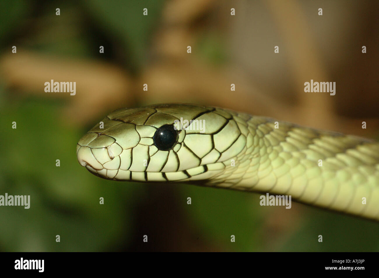 Western green mamba / Dendroaspis viridis Stock Photo - Alamy