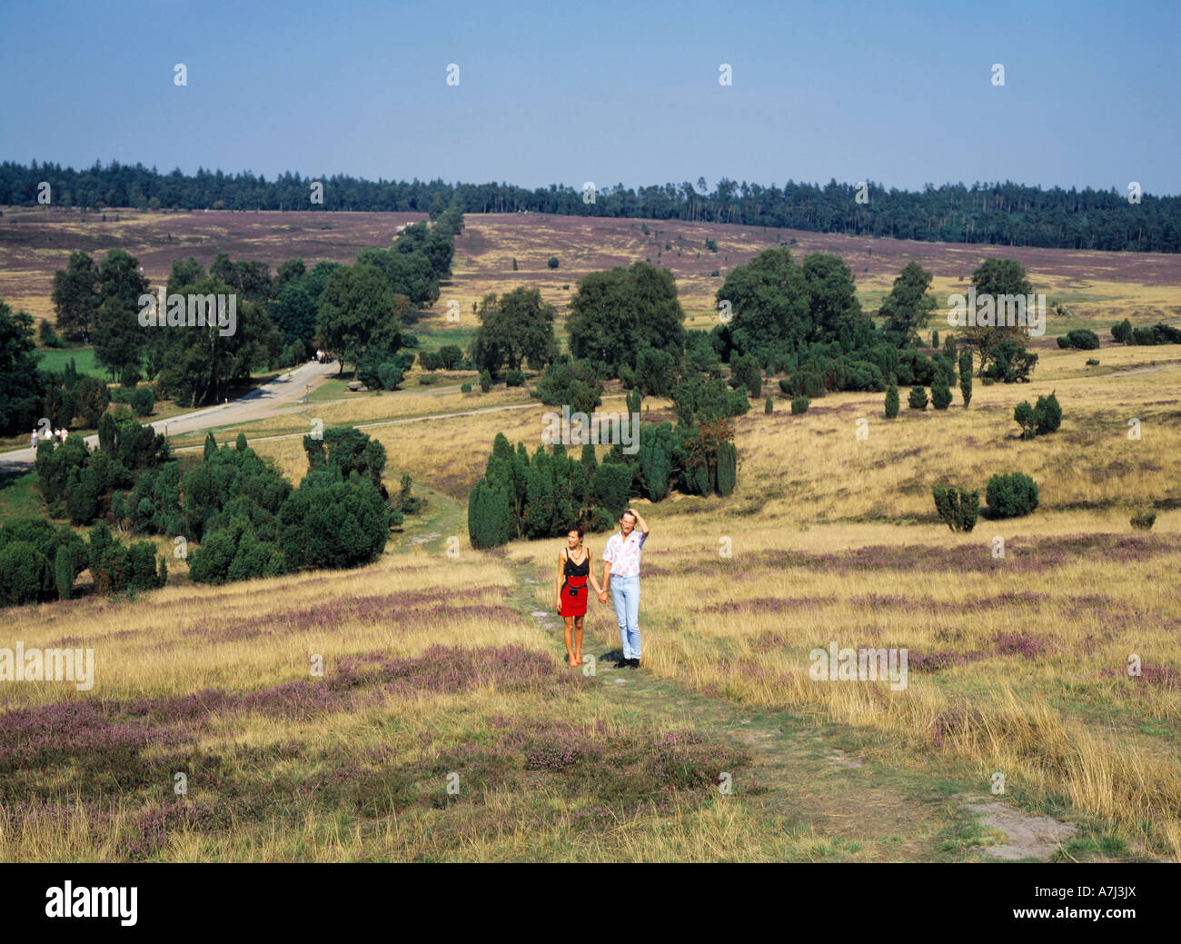 Wanderer in der Heidelandschaft im Naturschutzpark Lueneburger Heide in ...