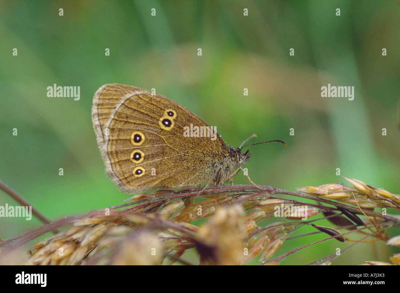 Ringlet (Aphantopus hyperantus Stock Photo - Alamy