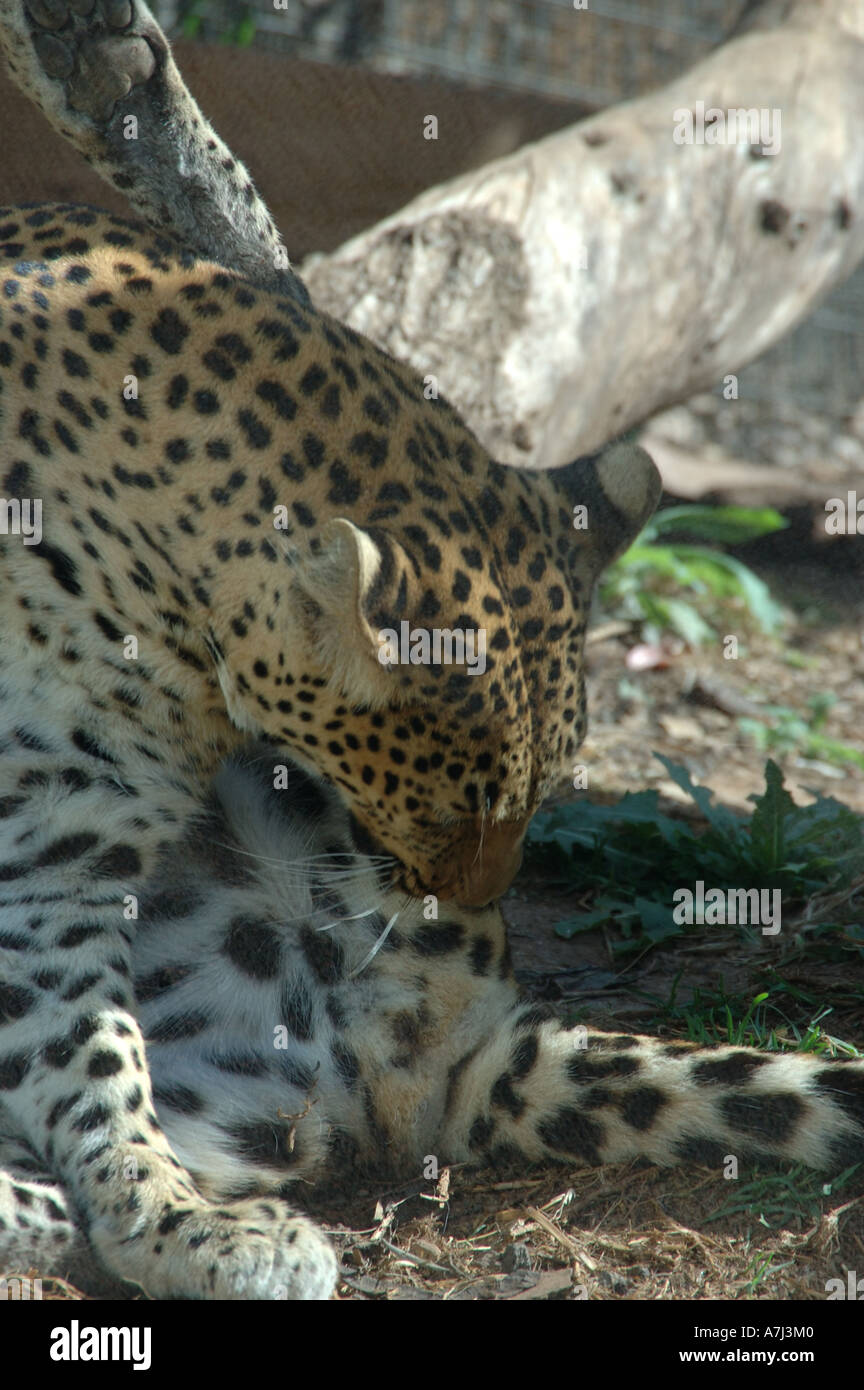 Regalcarnivore hi-res stock photography and images - Alamy