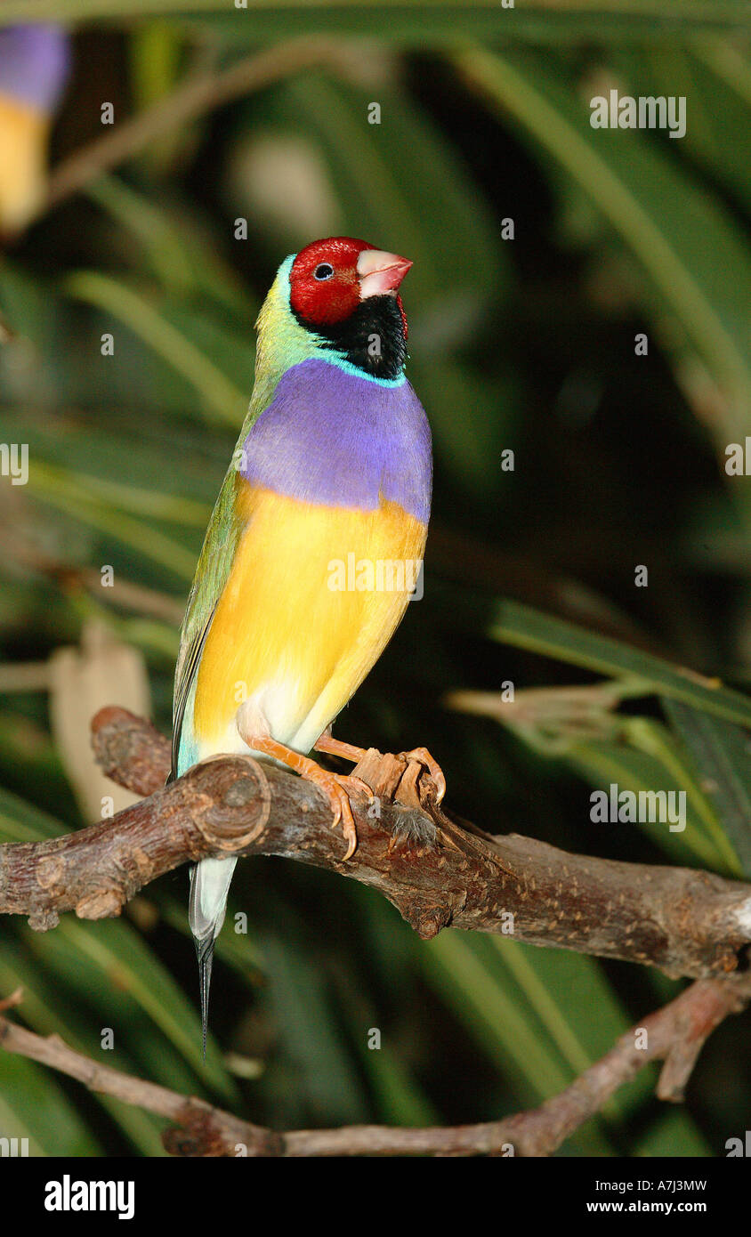 Gouldian finch bird singing hi-res stock photography and images - Alamy