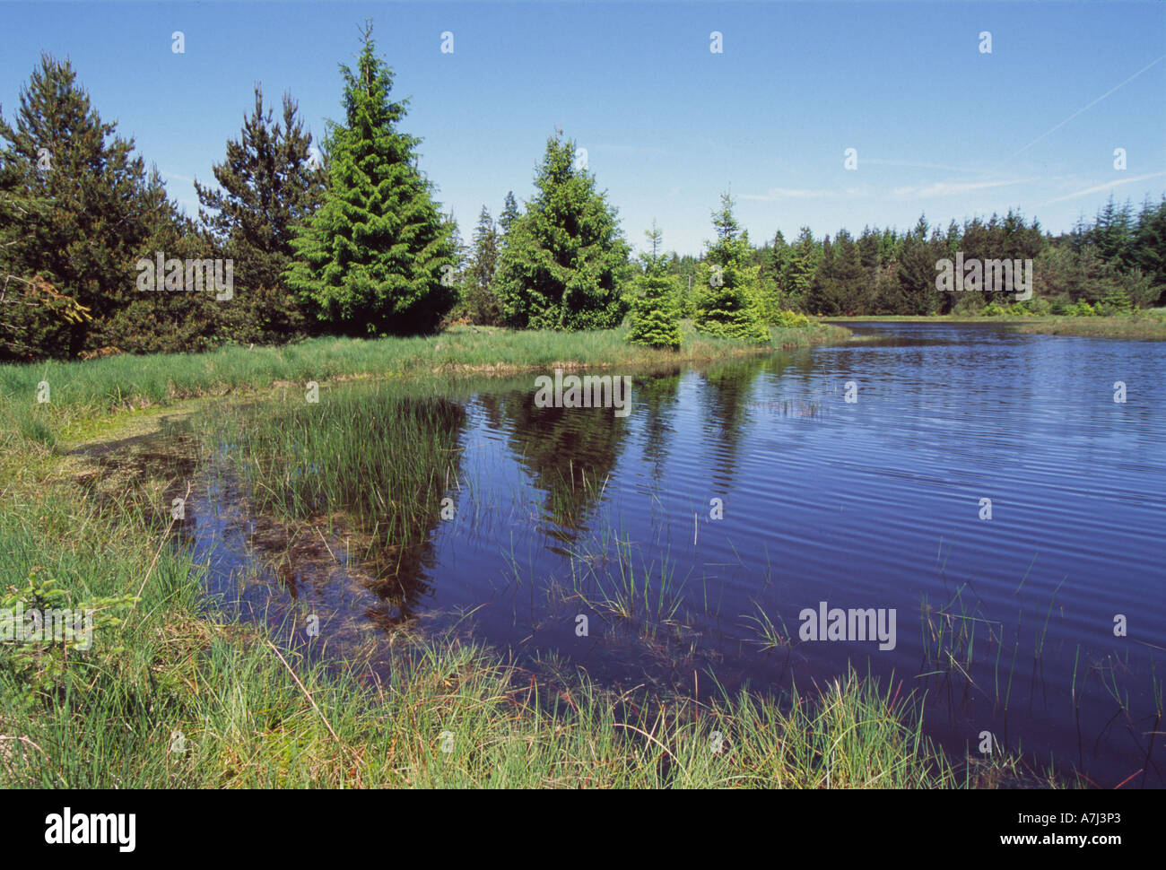 Subarctic plants hi-res stock photography and images - Alamy