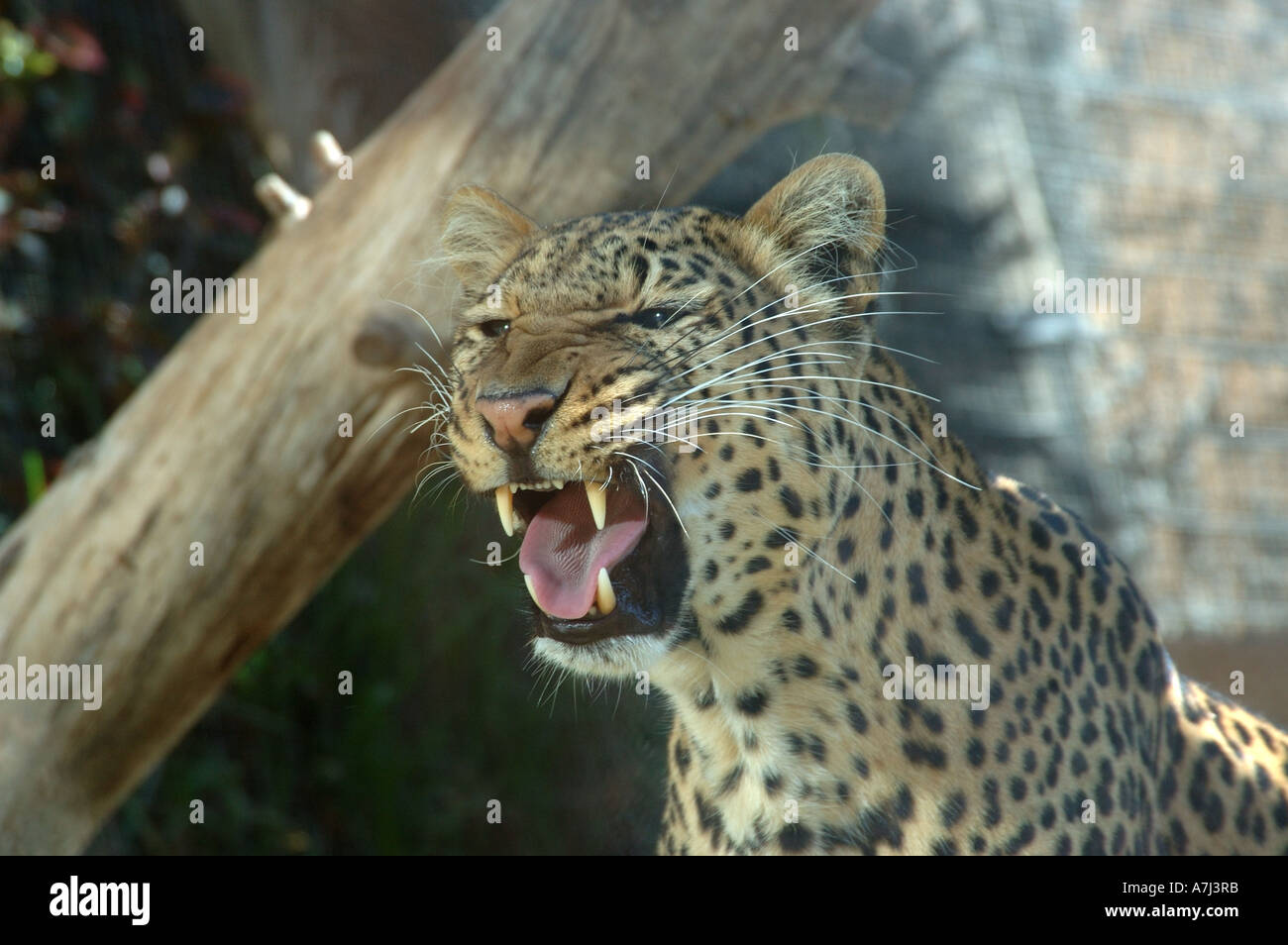 Regalcarnivore hi-res stock photography and images - Alamy