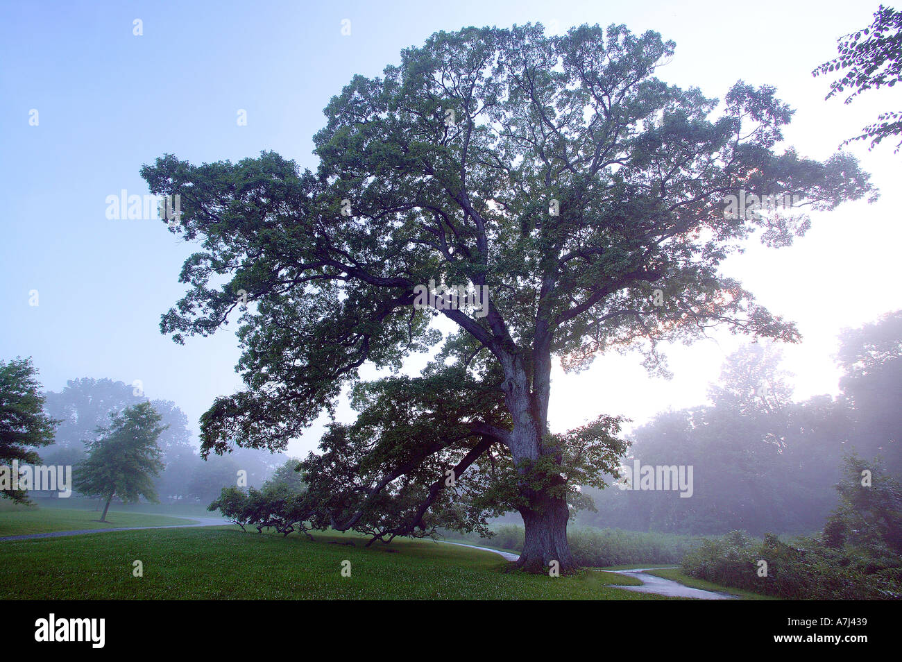 Tree 300 year old King Oak Stock Photo - Alamy