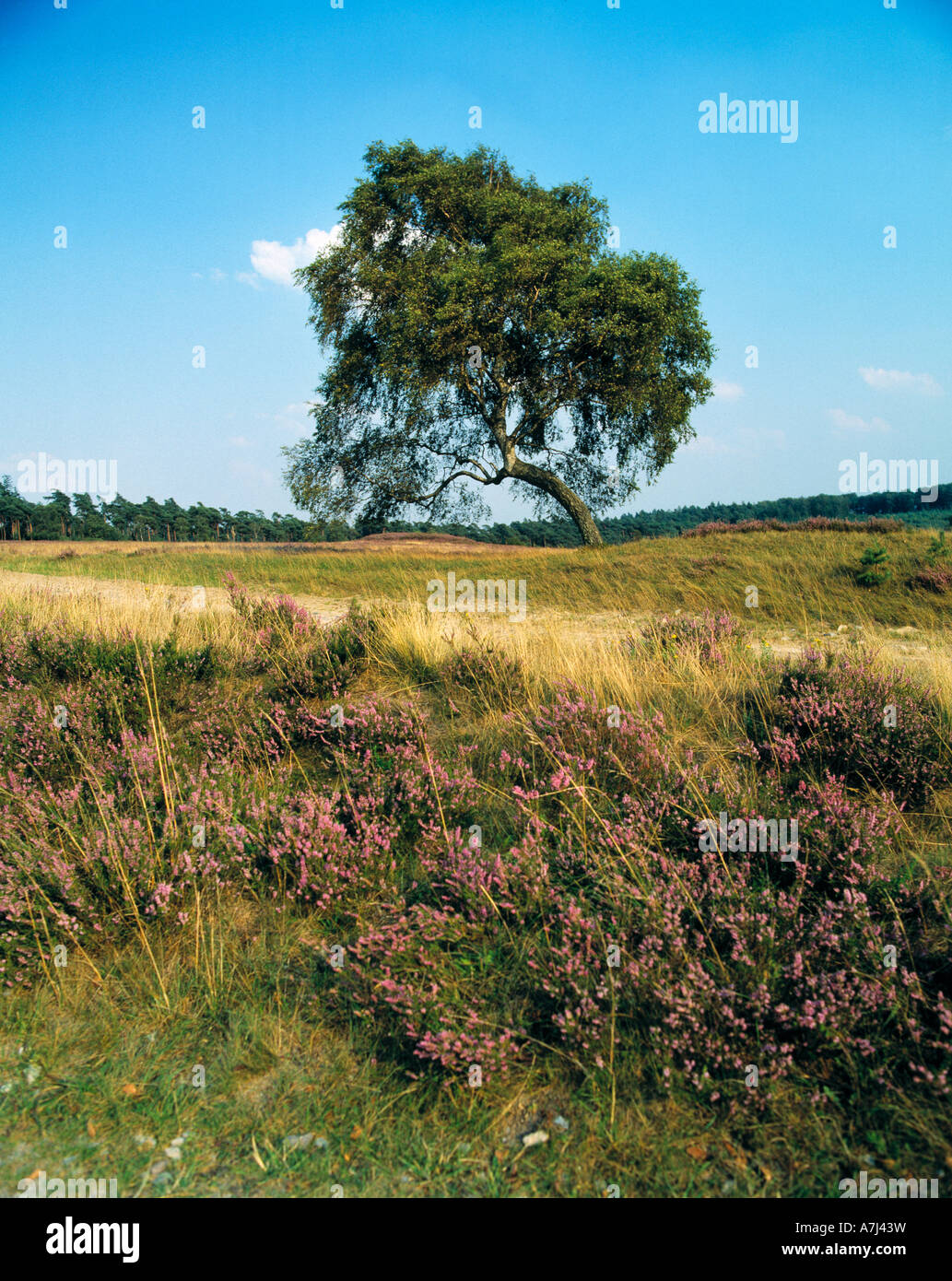 bluehende Heide im Naturschutzpark Lueneburger Heide, Niedersachsen ...