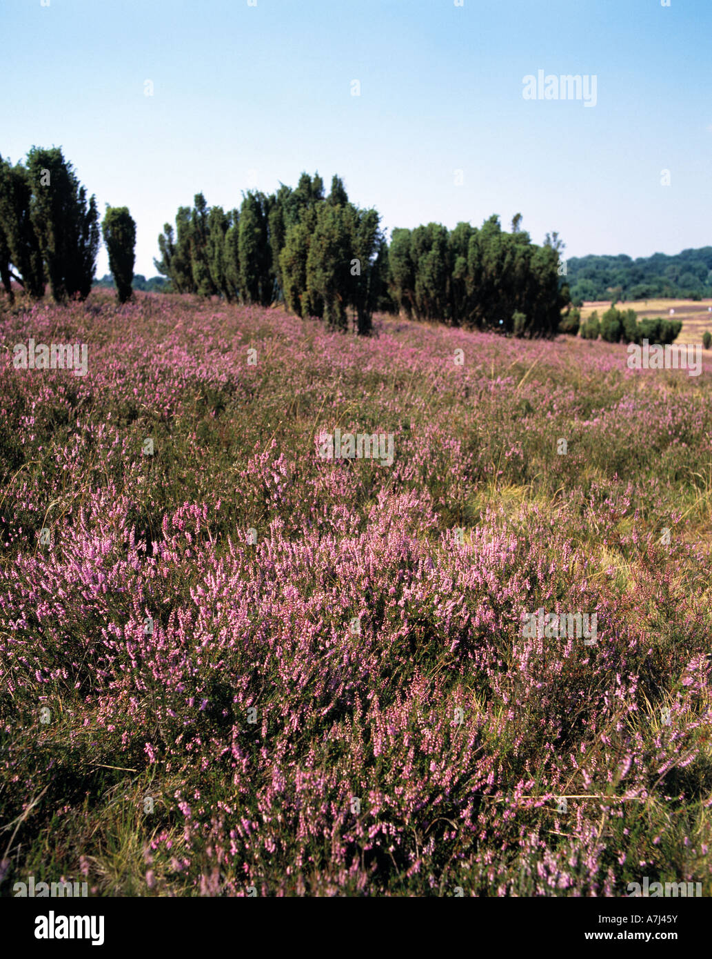 bluehende Heide mit Wacholderbueschen im Naturschutzpark Lueneburger ...