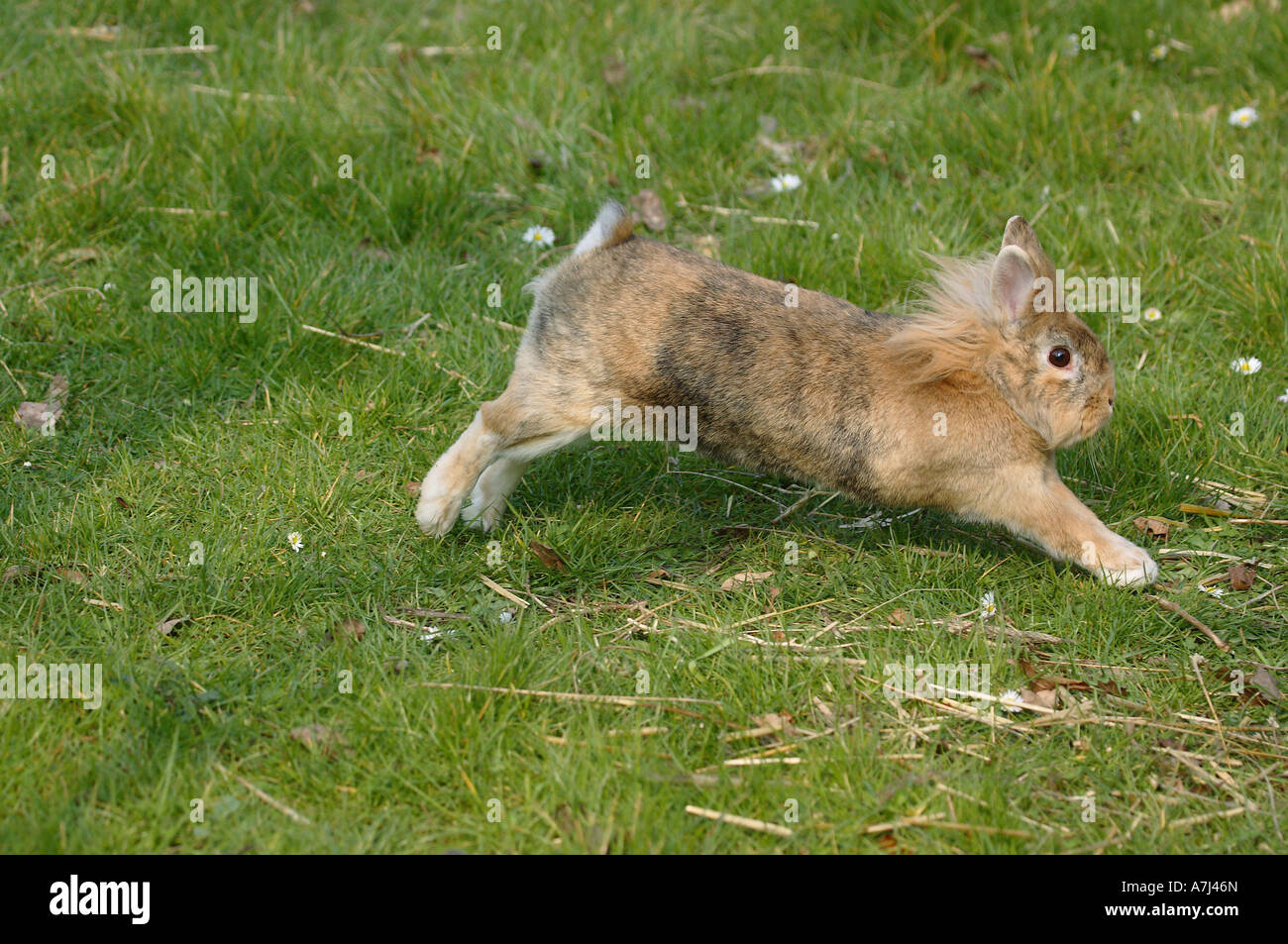 Running rabbits hi-res stock photography and images - Alamy