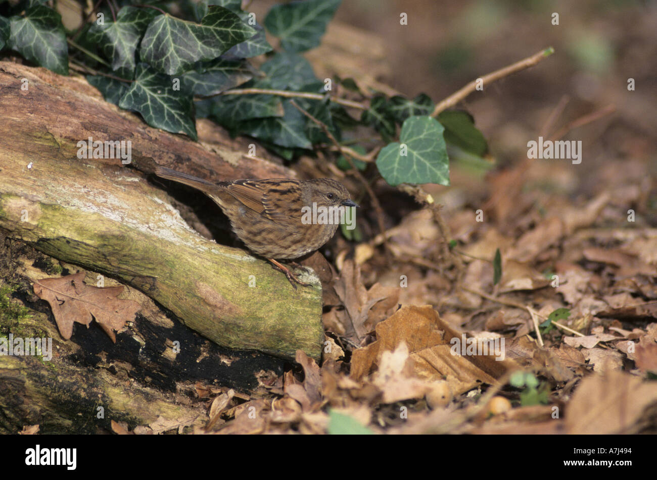 Woodpile for insects hi-res stock photography and images - Alamy