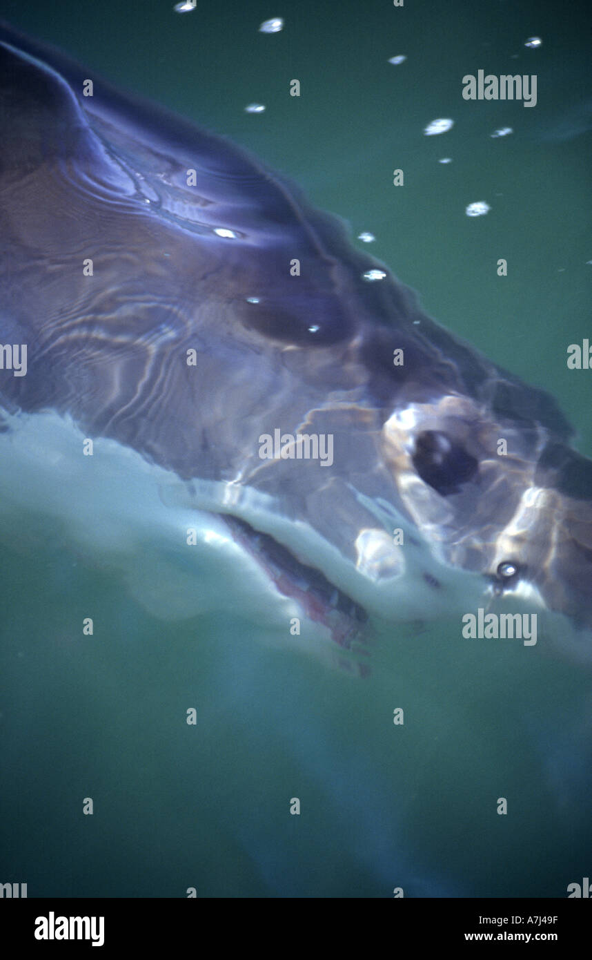 Great White shark staring at photographer Stock Photo - Alamy