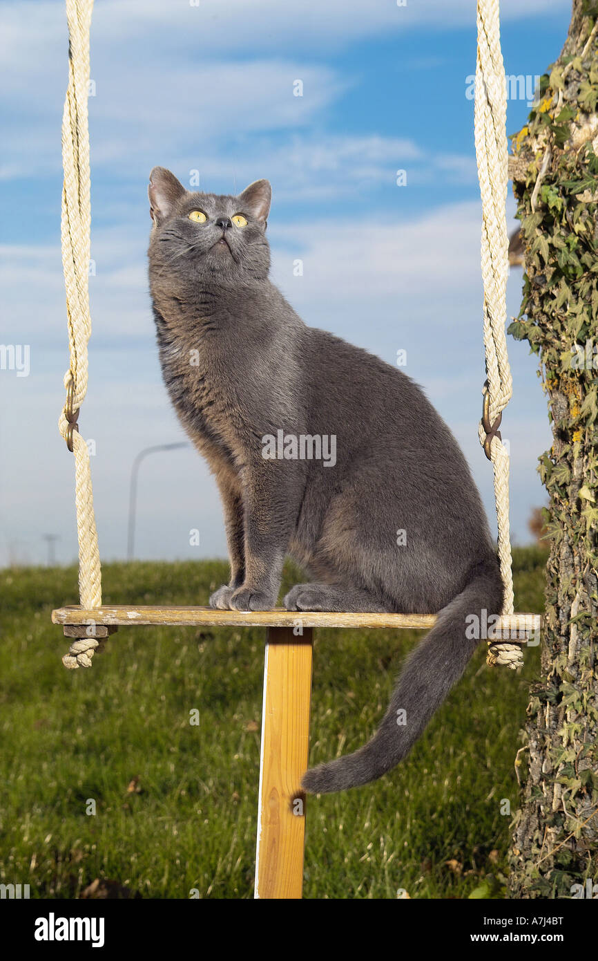 grey cat on swing Stock Photo - Alamy