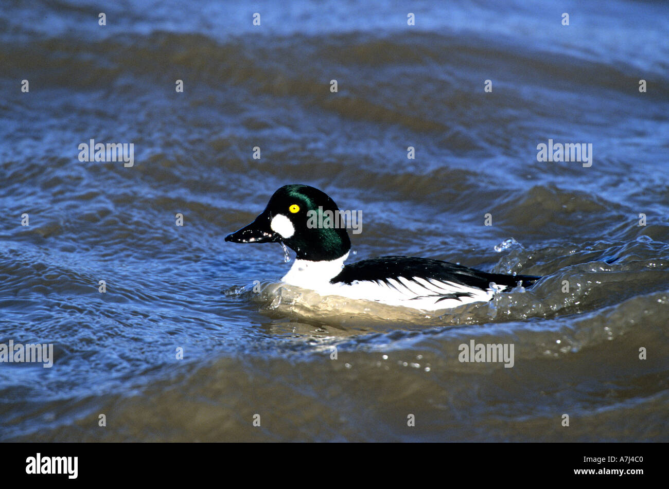 Male goldeneye duck in tidal estuary UK Stock Photo - Alamy