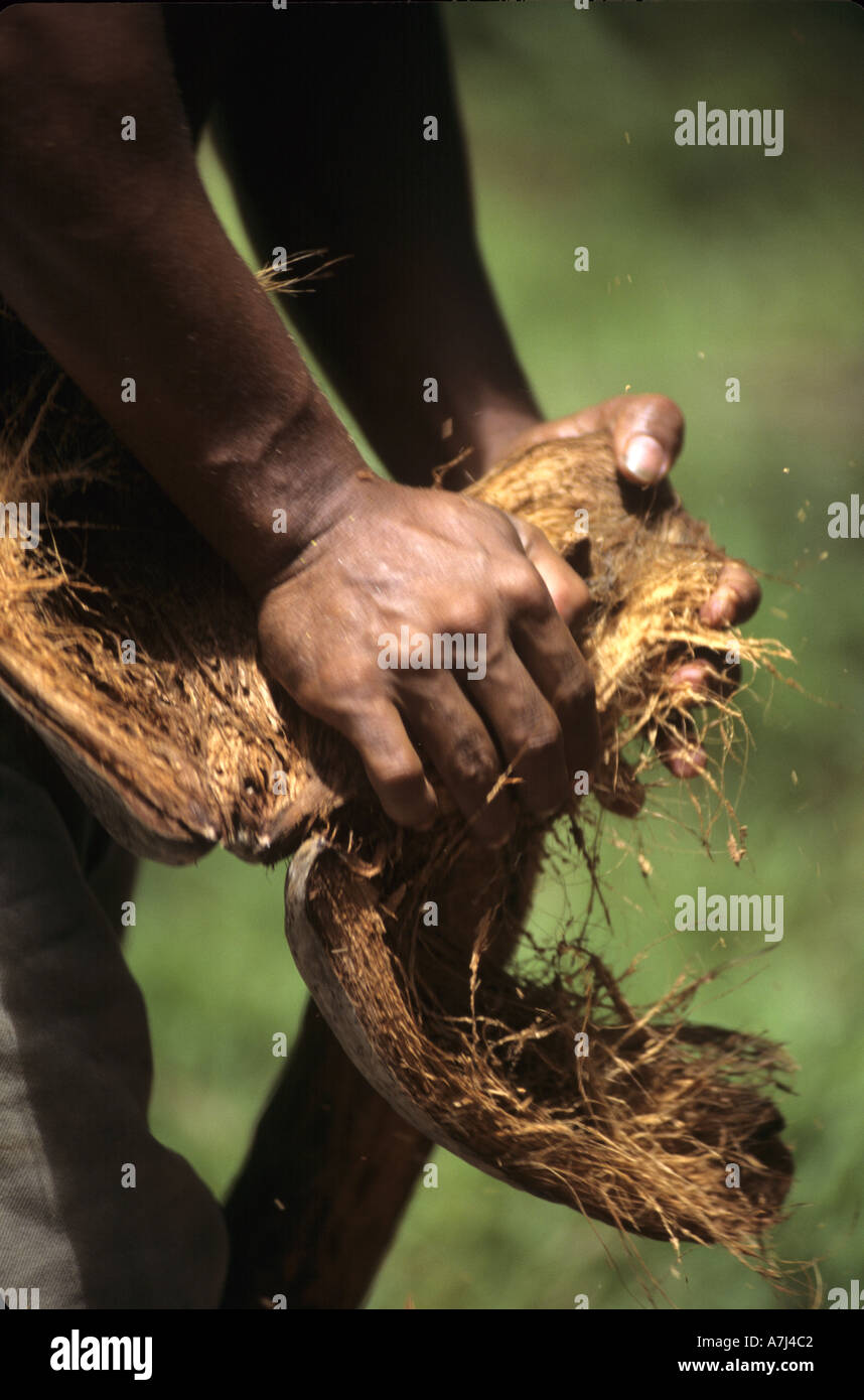 copra production in the Marshall Islands Stock Photo - Alamy