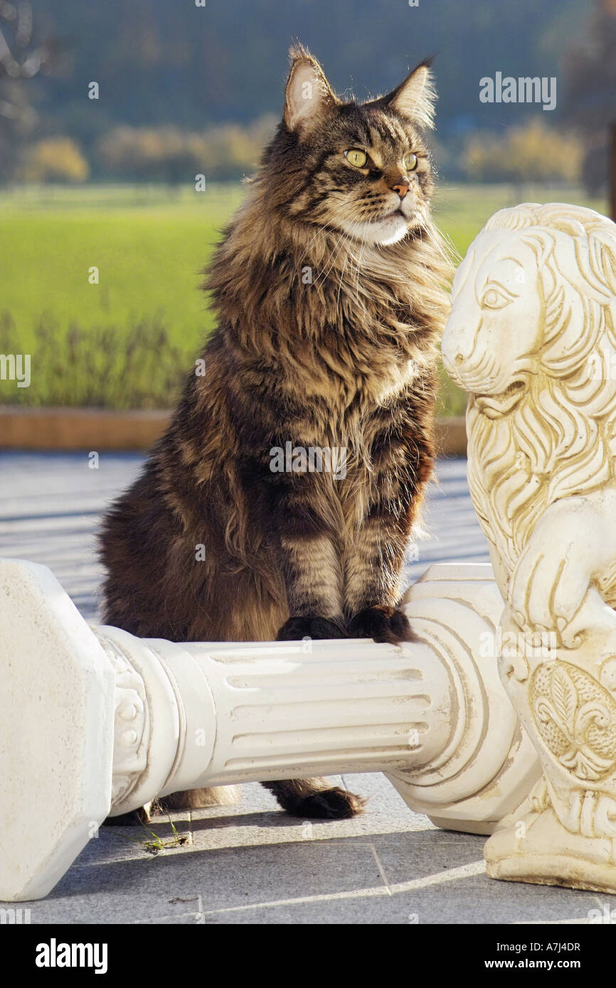Maine Coon - standing next to statue Stock Photo - Alamy