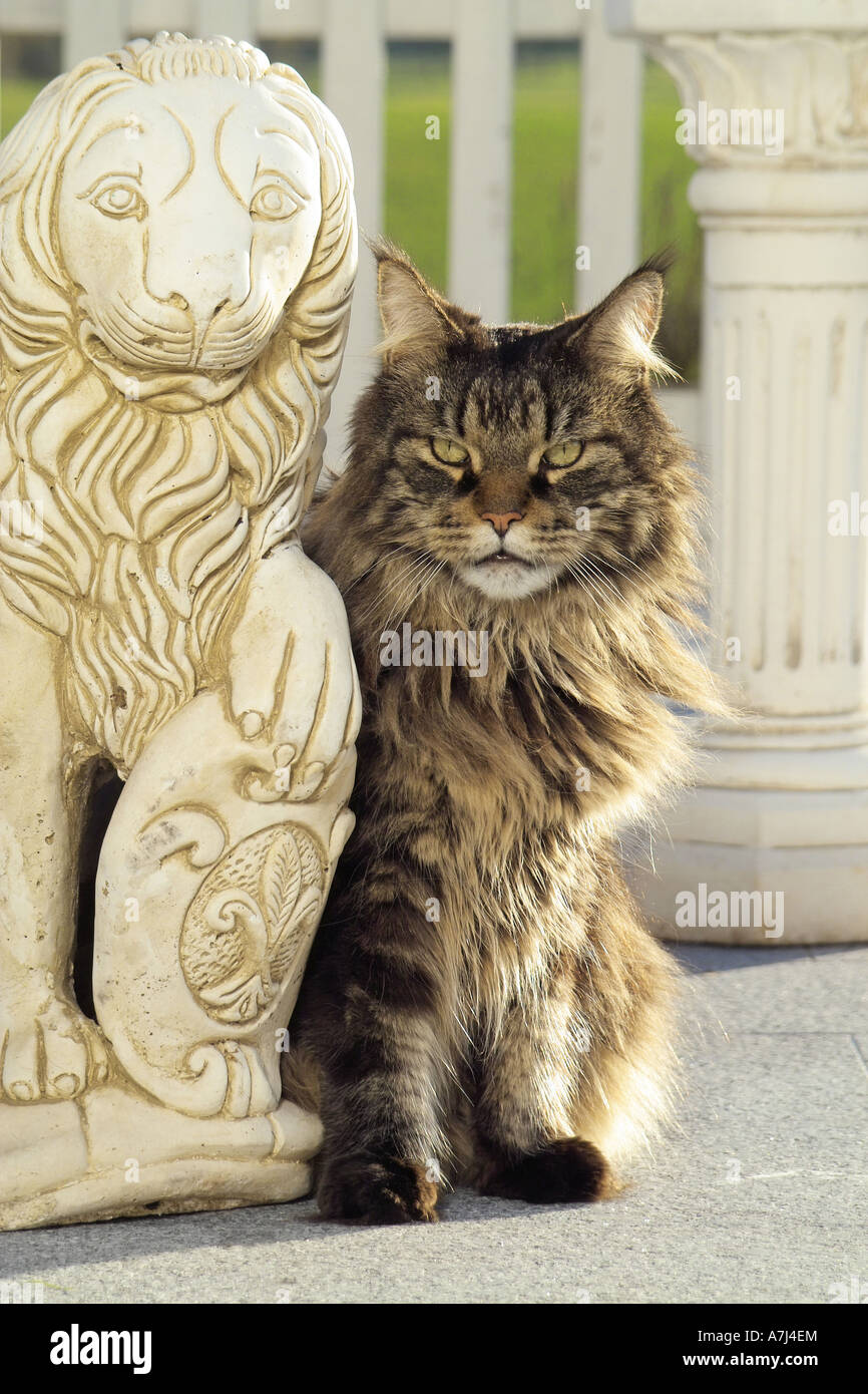 Maine Coon - sitting next to statue Stock Photo - Alamy