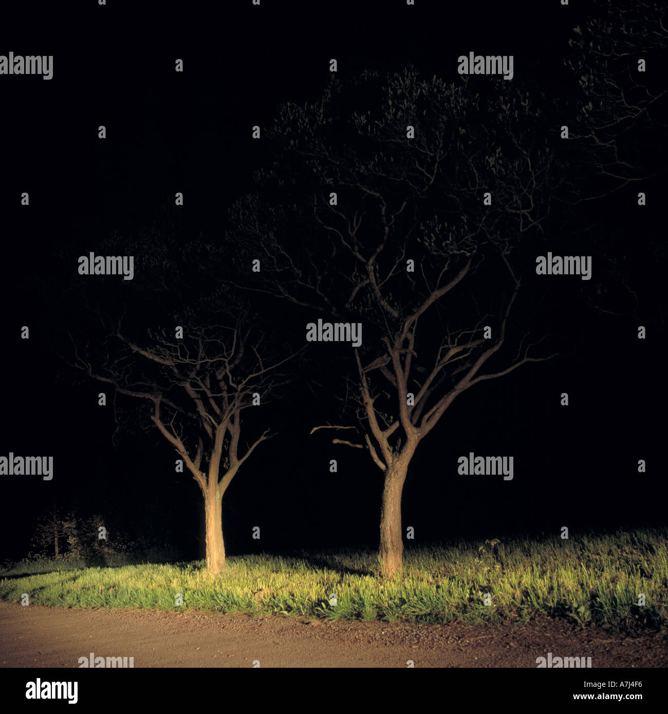 Pitch black trees hi-res stock photography and images - Alamy