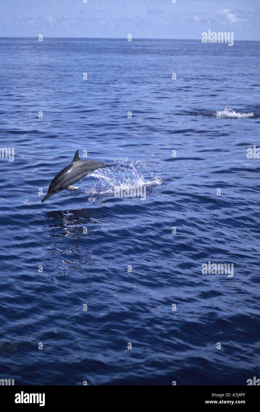 spinner dolphins jumping in the Western Pacific Stock Photo - Alamy