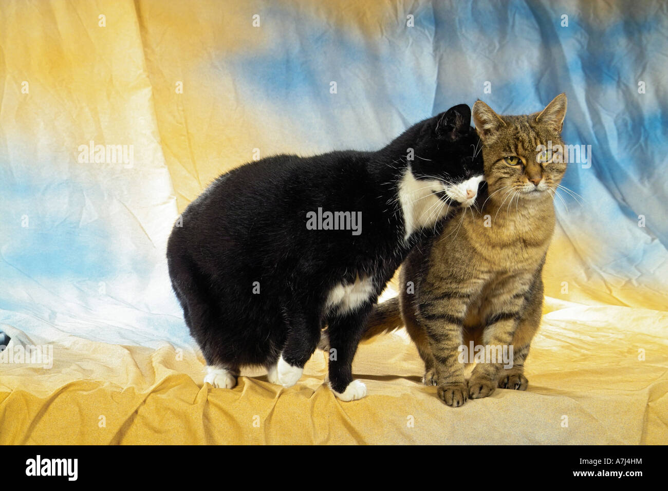 two domestic cats - cuddling Stock Photo - Alamy