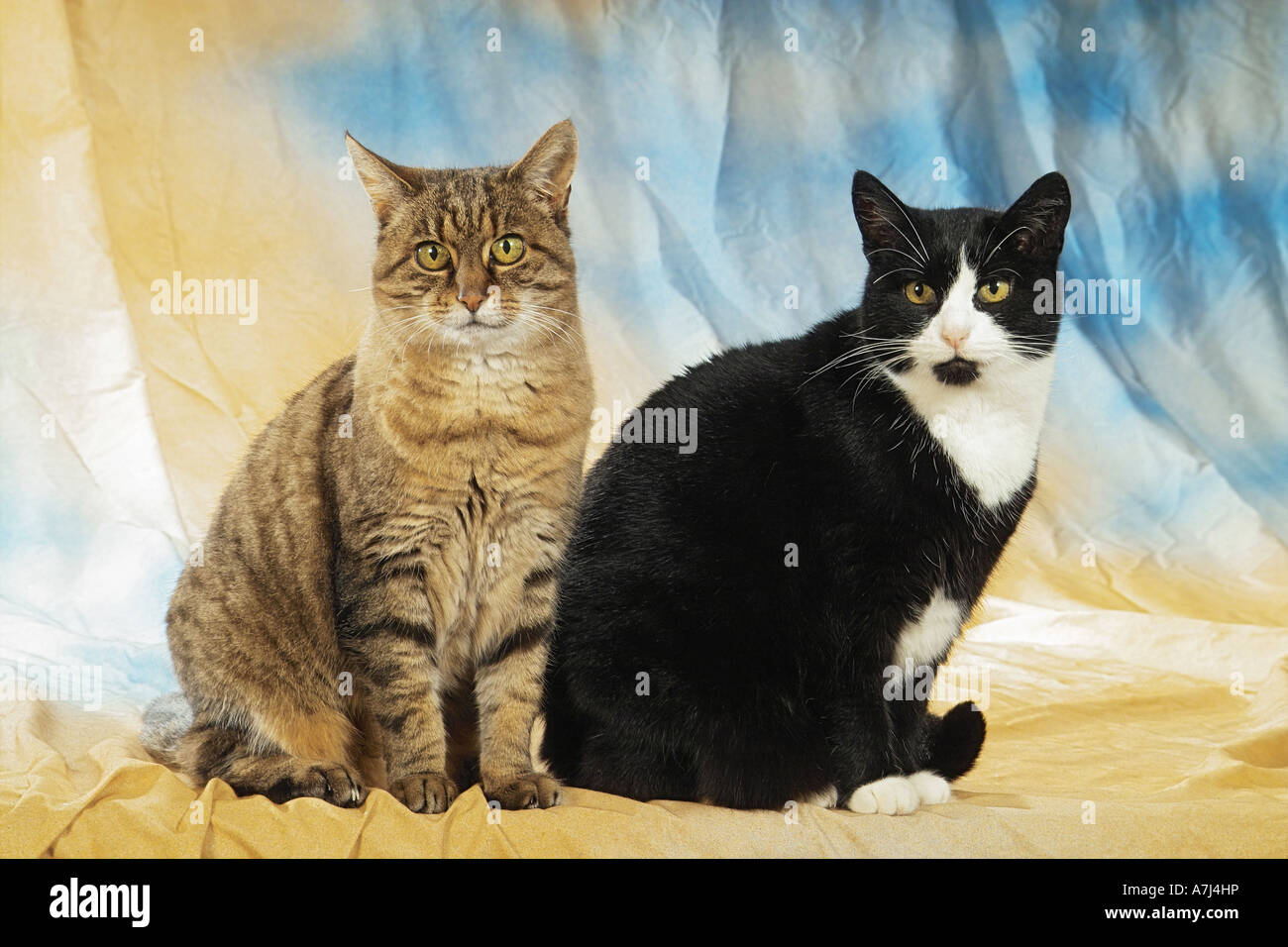 two domestic cats - sitting Stock Photo - Alamy