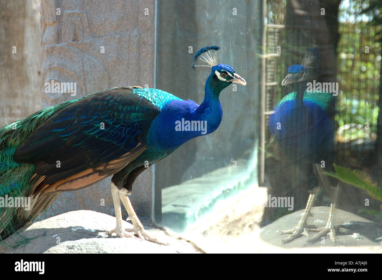 Fighting peacock hi-res stock photography and images - Alamy