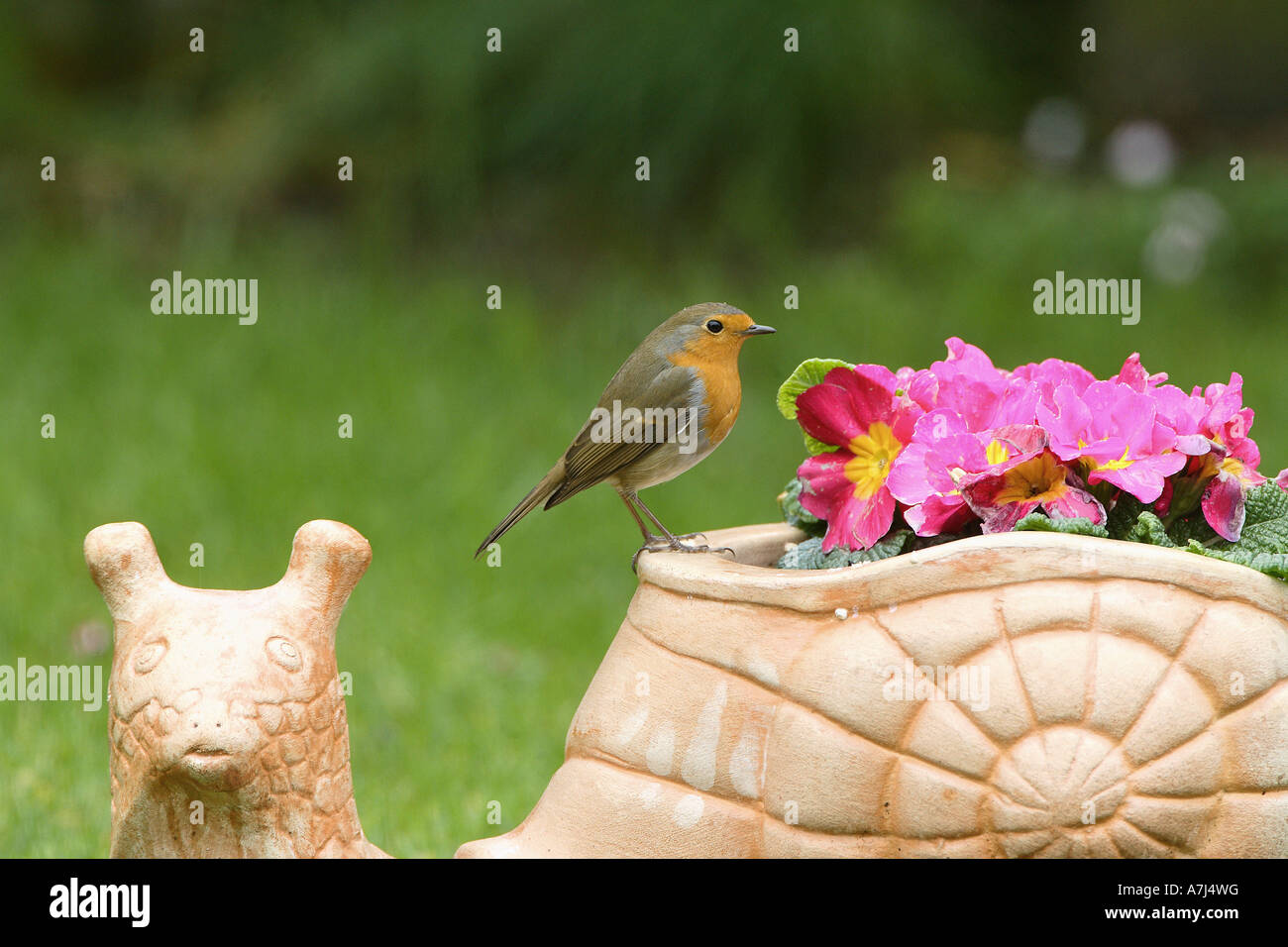 robin next to flowers / Erithacus rubecula Stock Photo - Alamy
