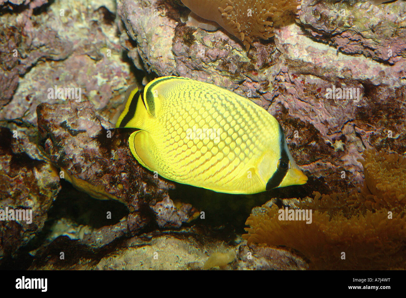 Latticed Butterflyfish (Chaetodon rafflesi Stock Photo - Alamy