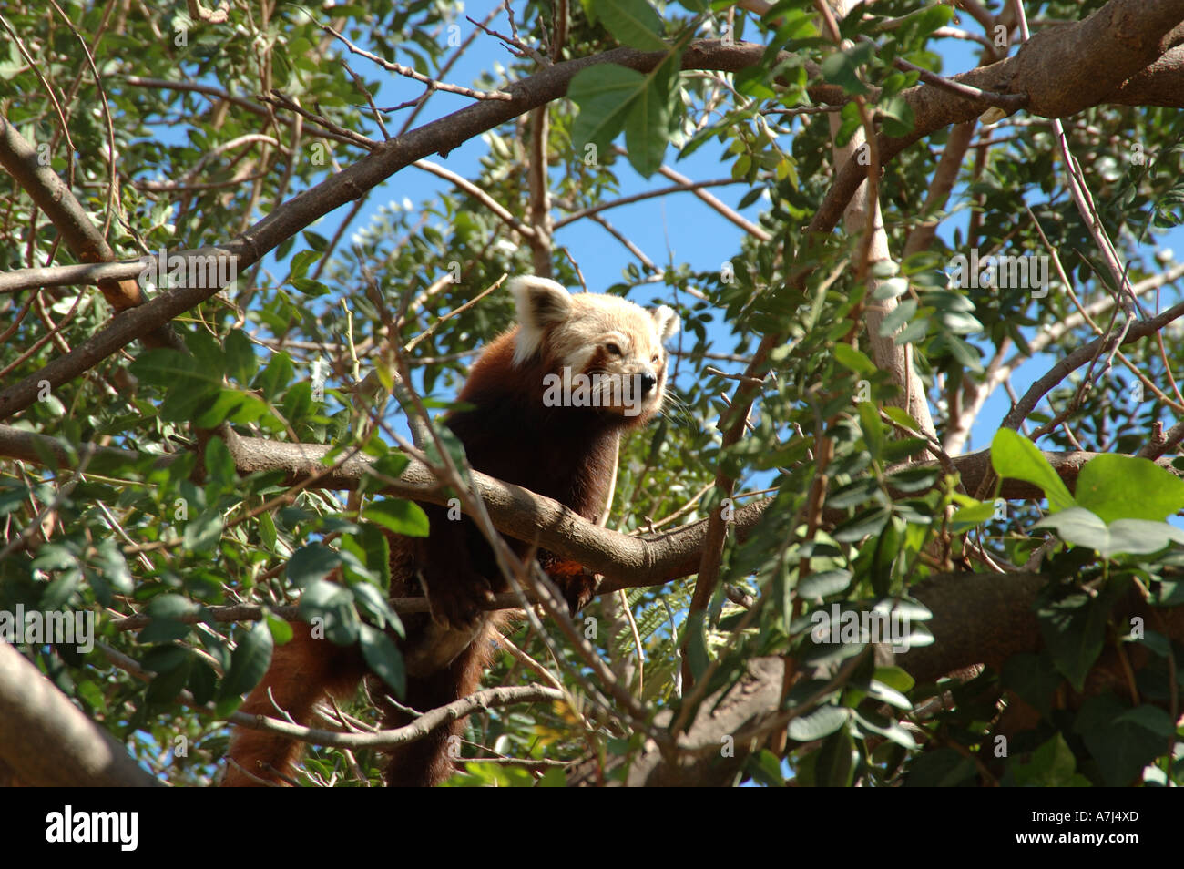 Endangered Red Panda, Firefox, Bhutan, Myanmar, China, Nepal, Fur Trade ...
