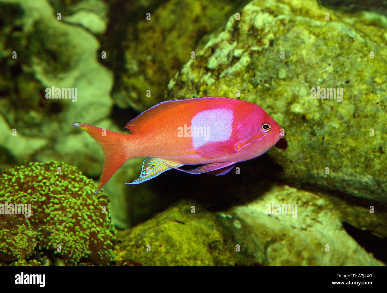 squareback anthias / Pseudanthias pleurotaenia Stock Photo - Alamy