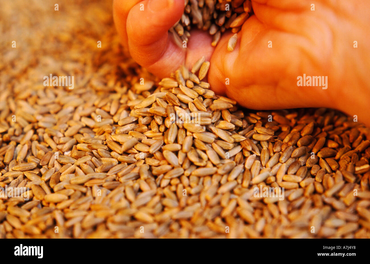 Rye grain hi-res stock photography and images - Alamy