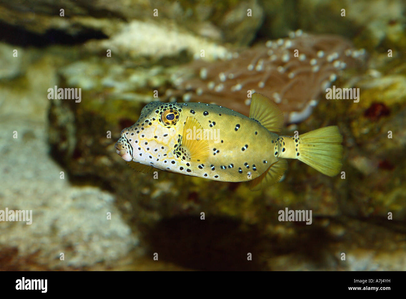 Yellow Boxfish / Ostracion cubicus Stock Photo - Alamy