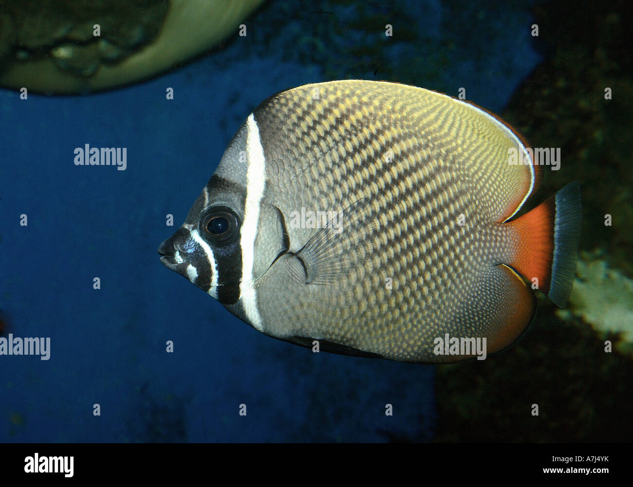 Pakistani butterflyfish hi-res stock photography and images - Alamy