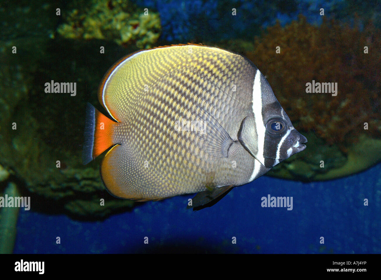 Pakistani butterflyfish hi-res stock photography and images - Alamy