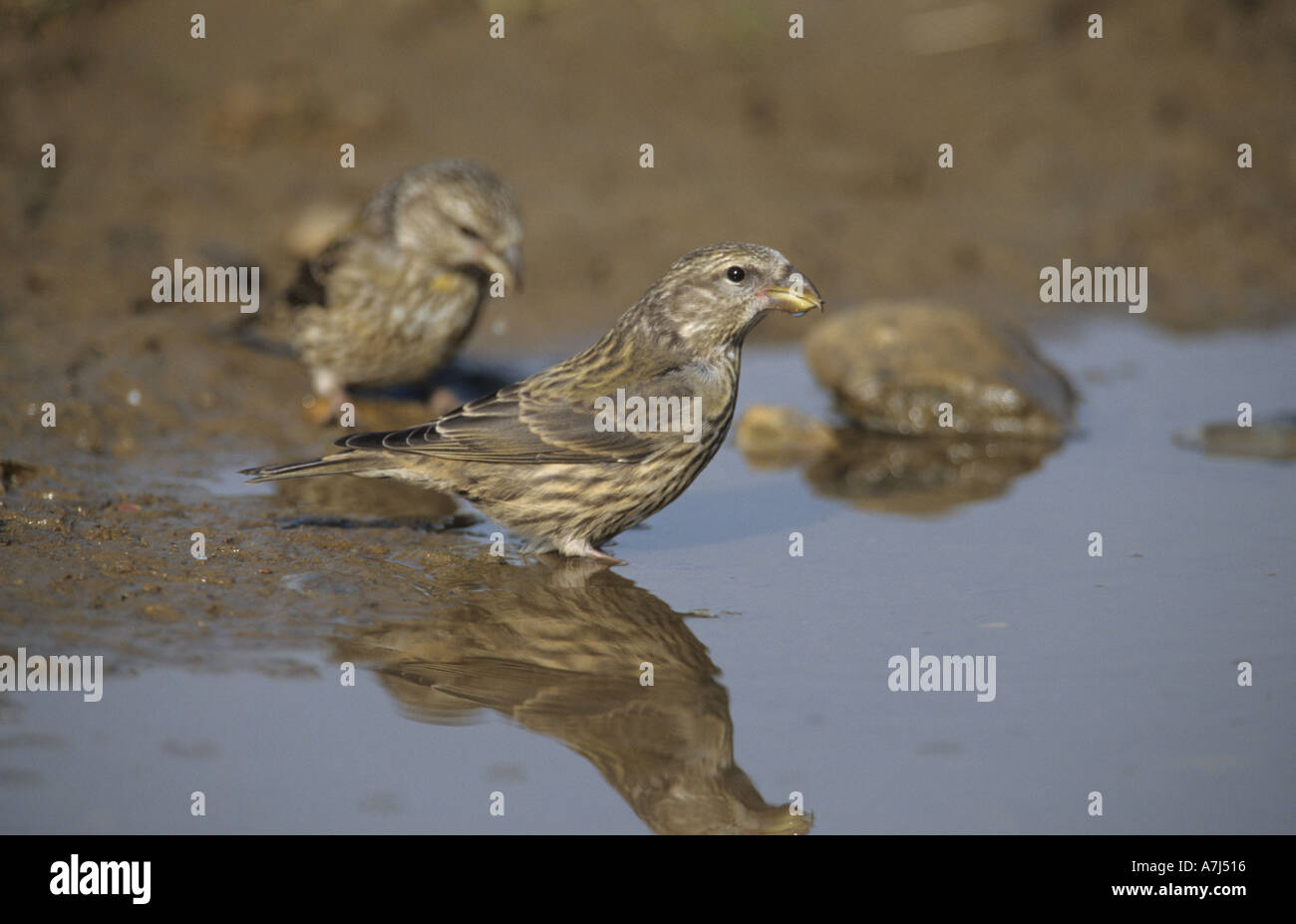 young Common Crossbill at drinking pool UK Stock Photo - Alamy