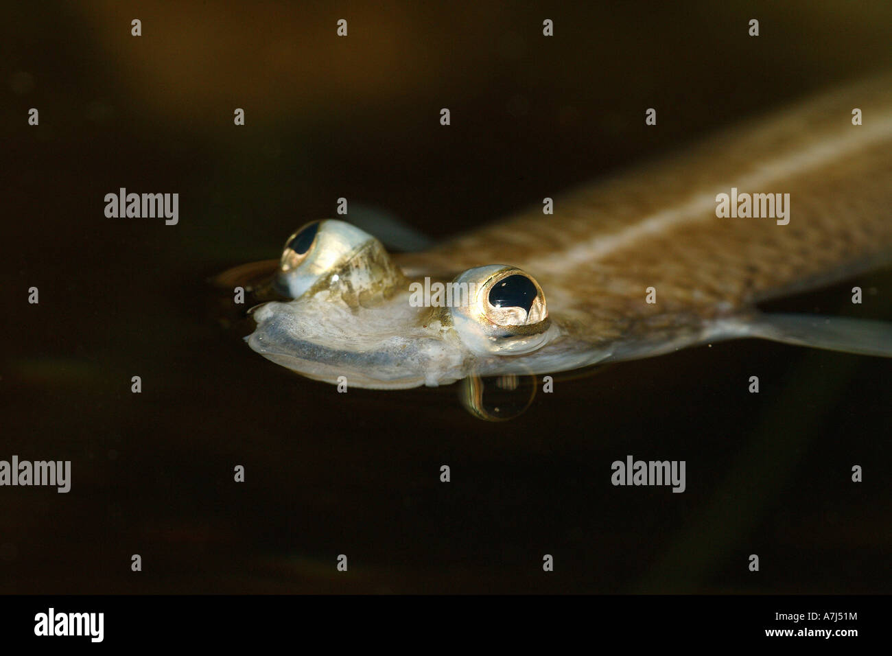 Largescale Foureyefish (Anableps anaplebs), swimming. Brazil, Amazon ...
