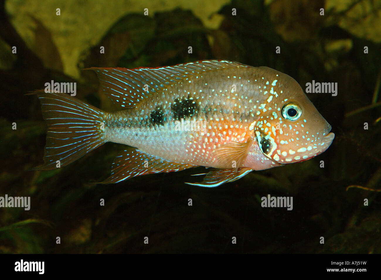 Buntbarsch hi-res stock photography and images - Alamy