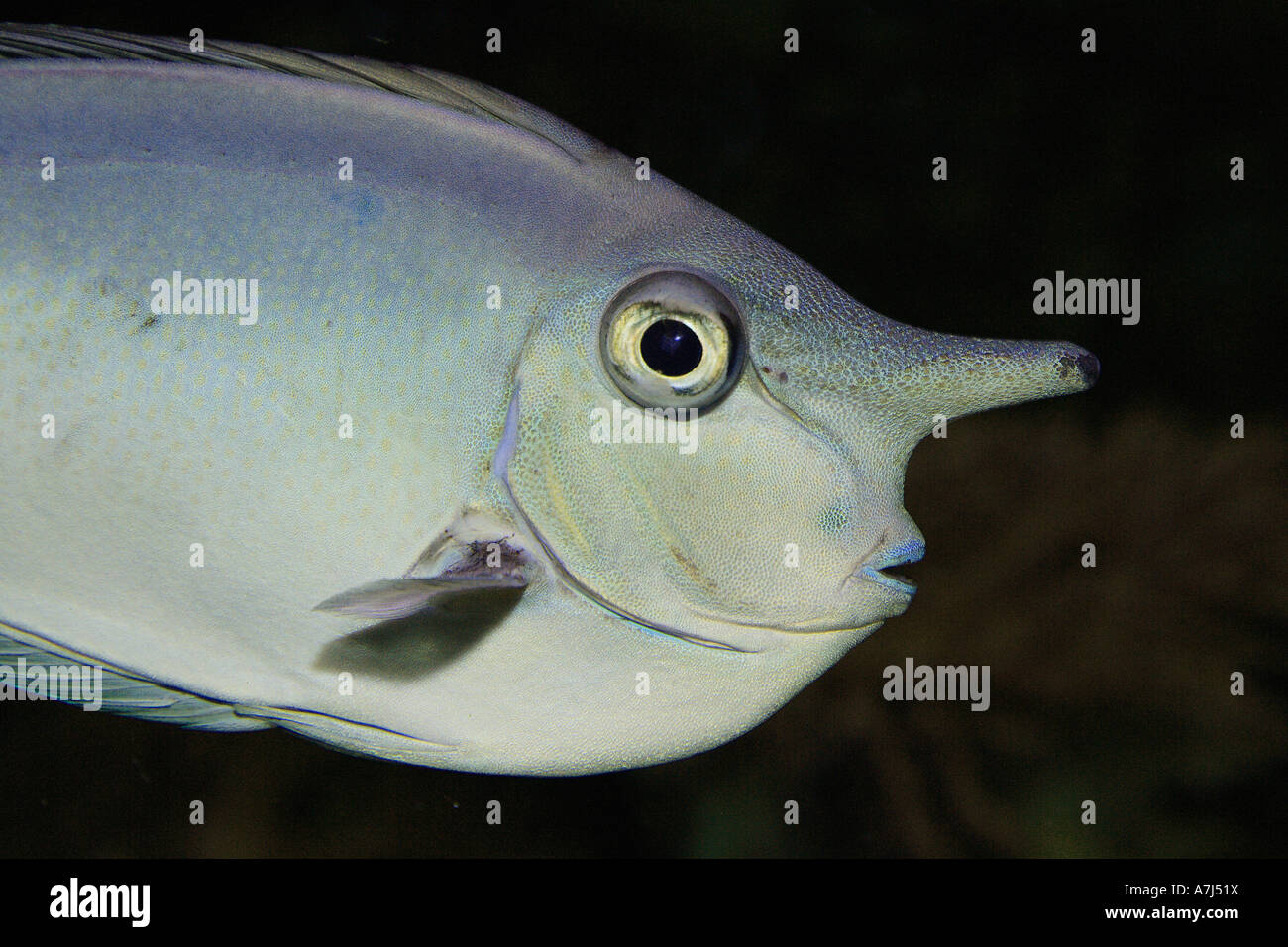 spotted unicornfish / Naso brevirostris Stock Photo - Alamy