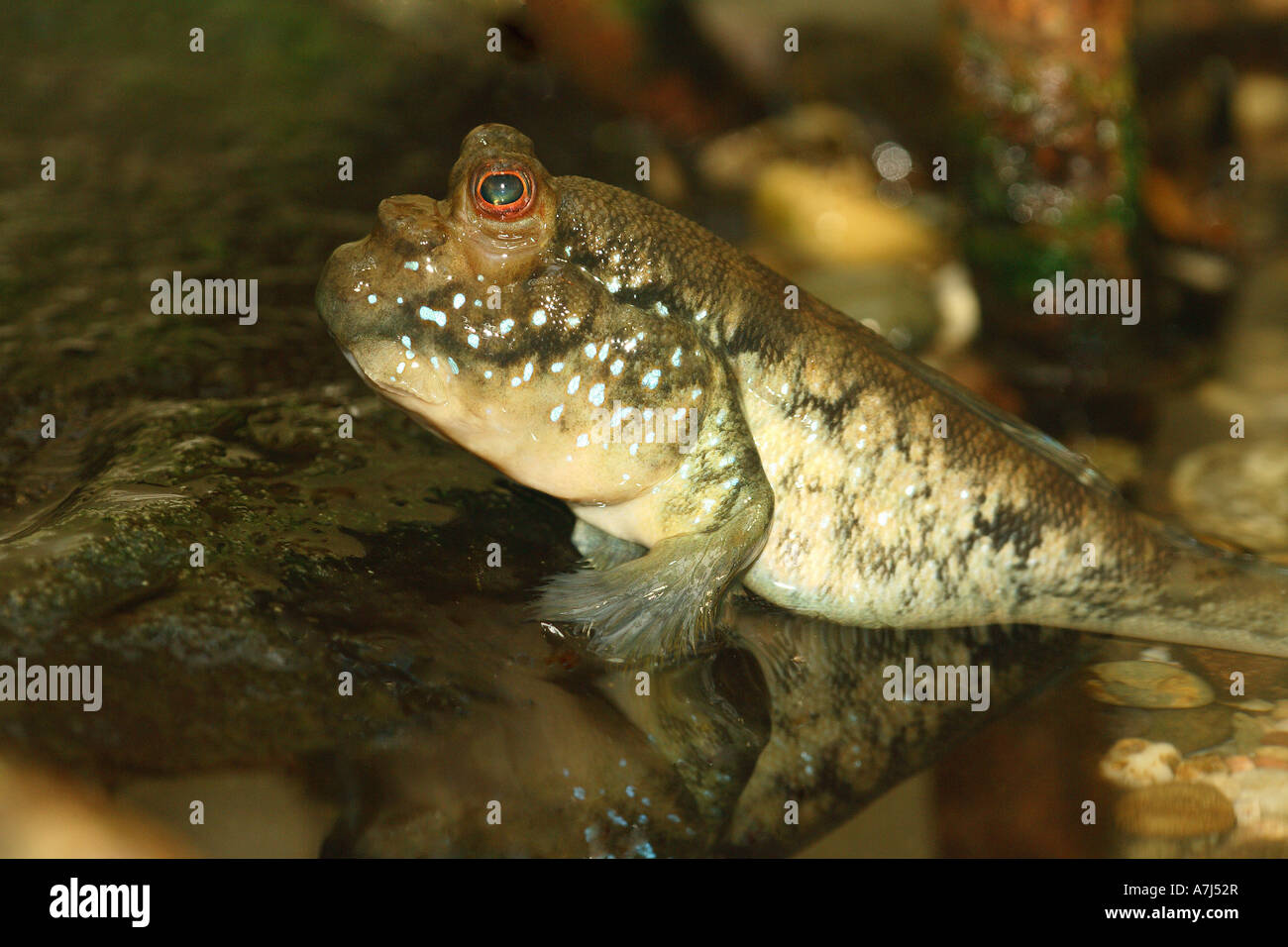 Mudskipper / Periophthalmus spp Stock Photo - Alamy