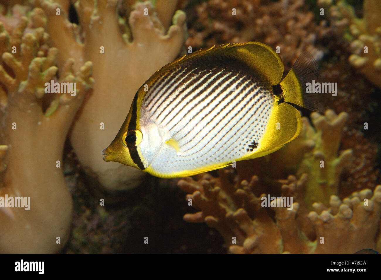 Blackback butterflyfish / Chaetodon melanotus Stock Photo - Alamy