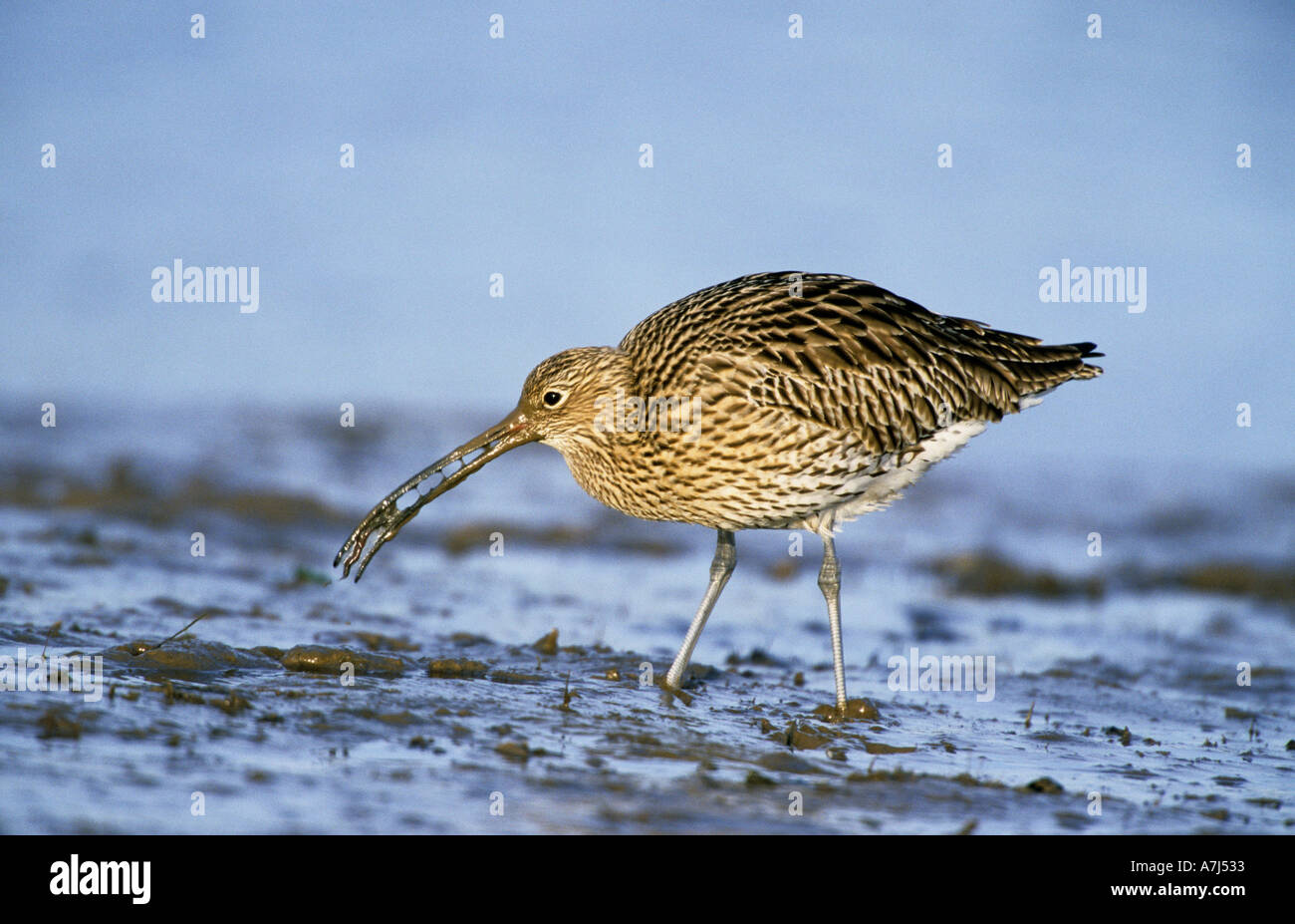 Curlew catching worms in tidal estuary UK Stock Photo - Alamy