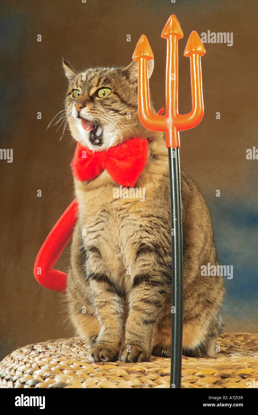 tabby domestic cat as devil Stock Photo - Alamy