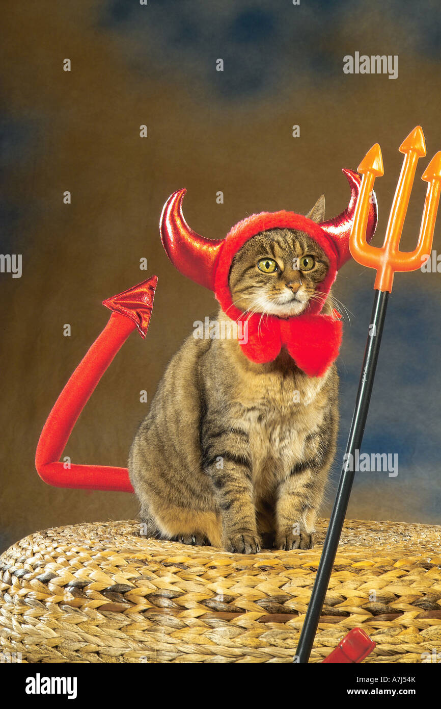 Devil cat hi-res stock photography and images - Alamy