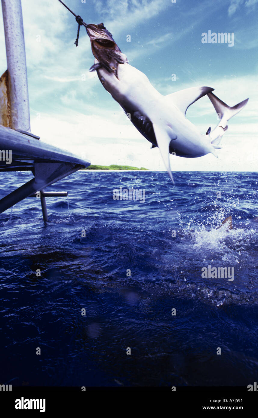 grey reef shark attacking bait at Bikini Atoll Stock Photo - Alamy