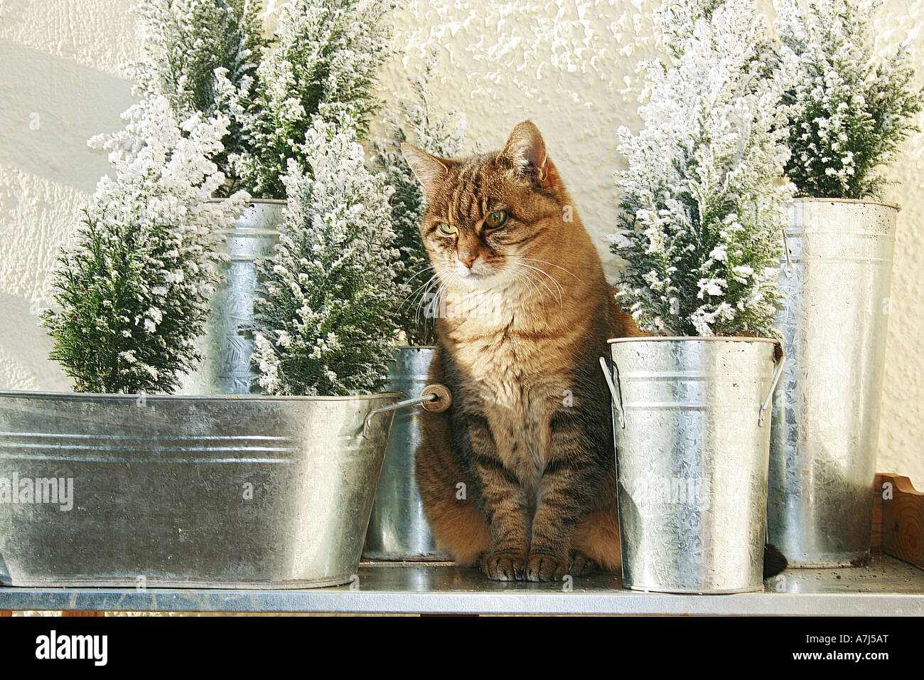 tabby domestic cat between buckets Stock Photo - Alamy