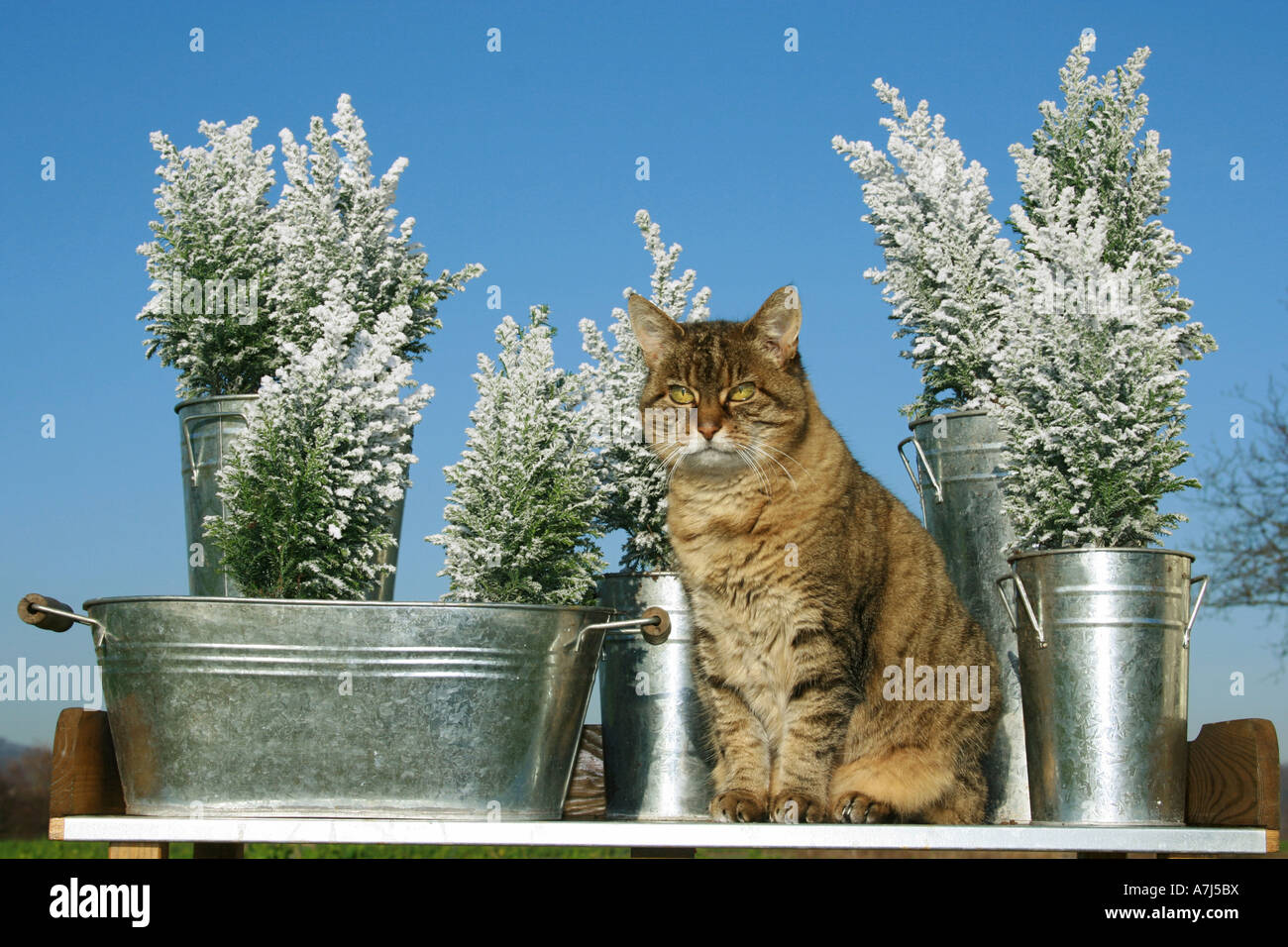 tabby domestic cat between buckets Stock Photo - Alamy