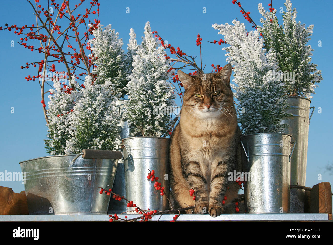 tabby domestic cat between buckets Stock Photo - Alamy